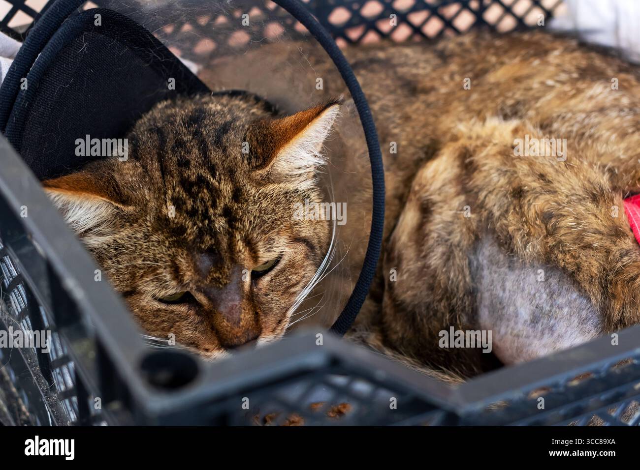 A fluffy cat, wearing a bright plastic collar, is peacefully sleeping ...