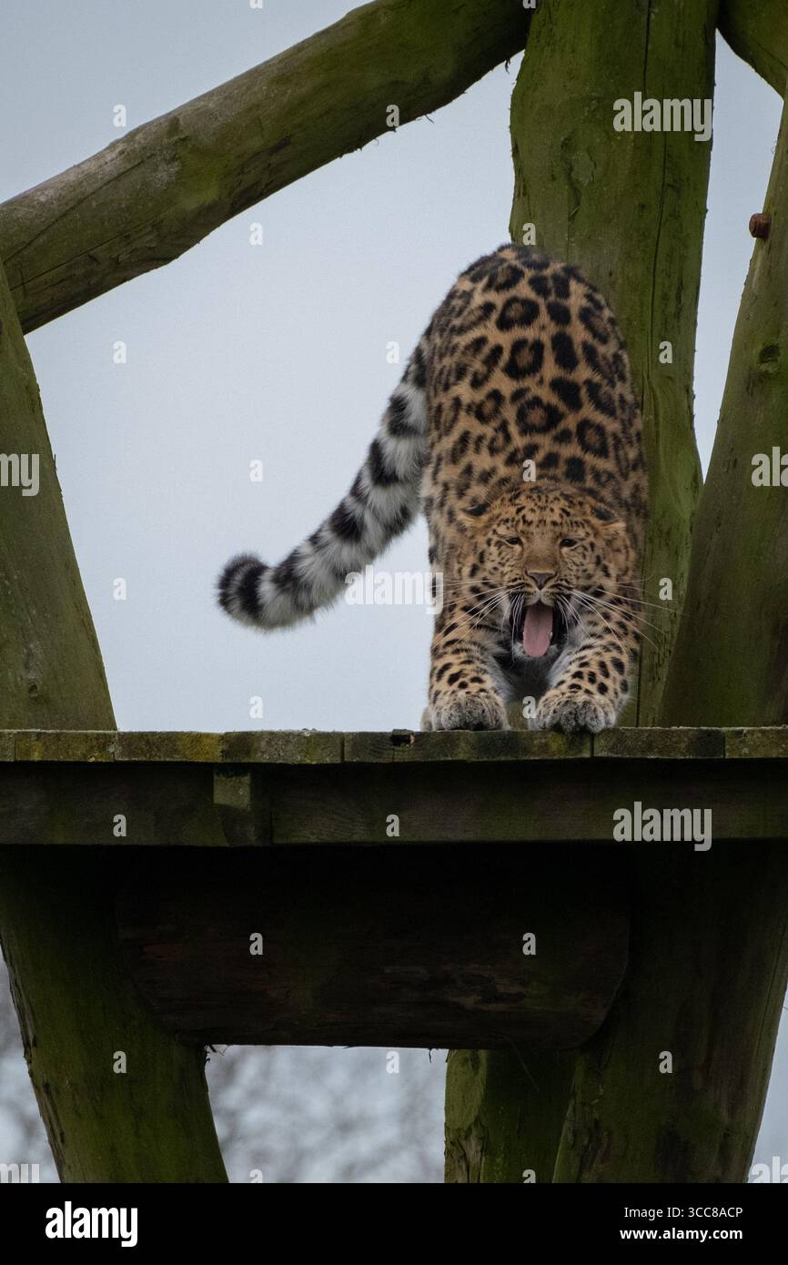 Leopard stance hi-res stock photography and images - Alamy