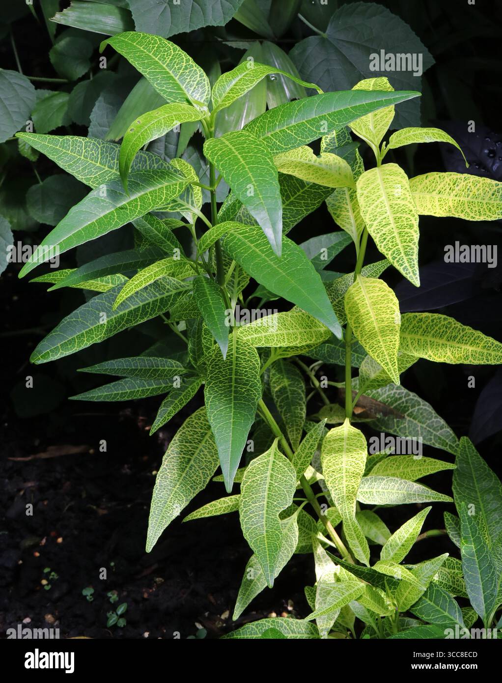 Golden pseuderanthemum hi-res stock photography and images - Alamy