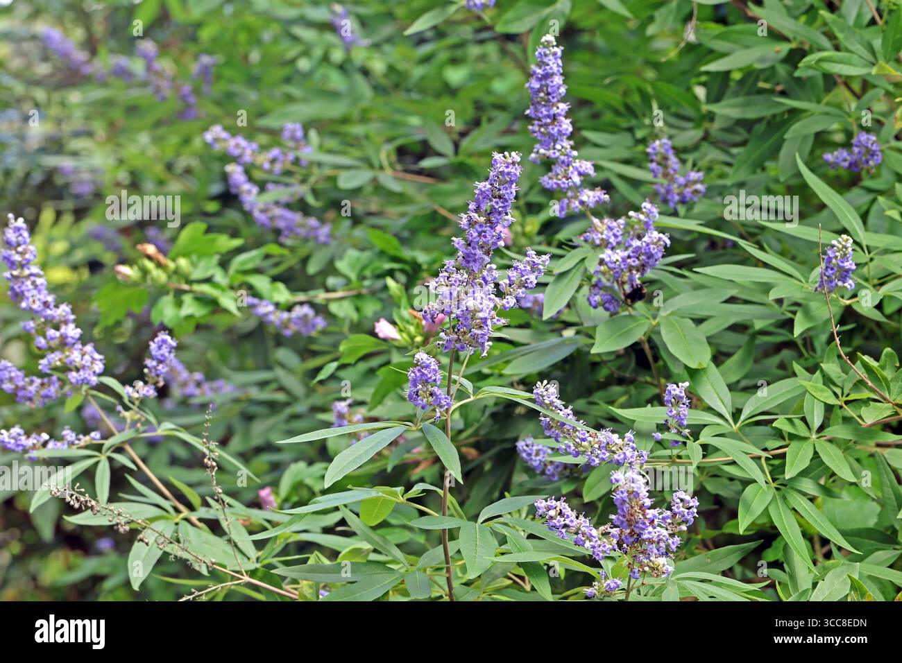 Heilpflanzen aus der Geschichte Der Mönchspfeffer, auch als Keuschbaum ...