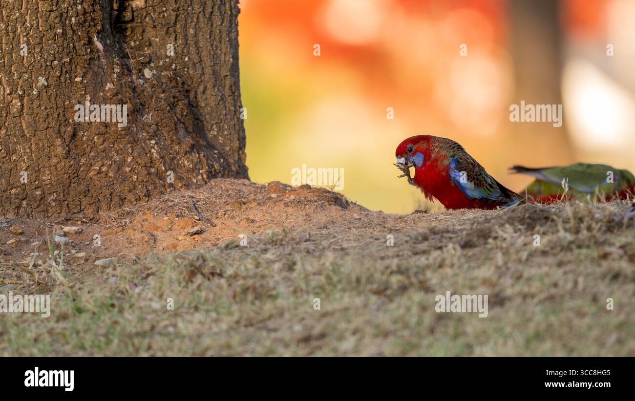 Pennants parrot hi-res stock photography and images - Alamy