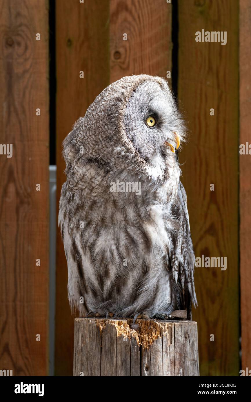 Mottled grey body hi-res stock photography and images - Alamy