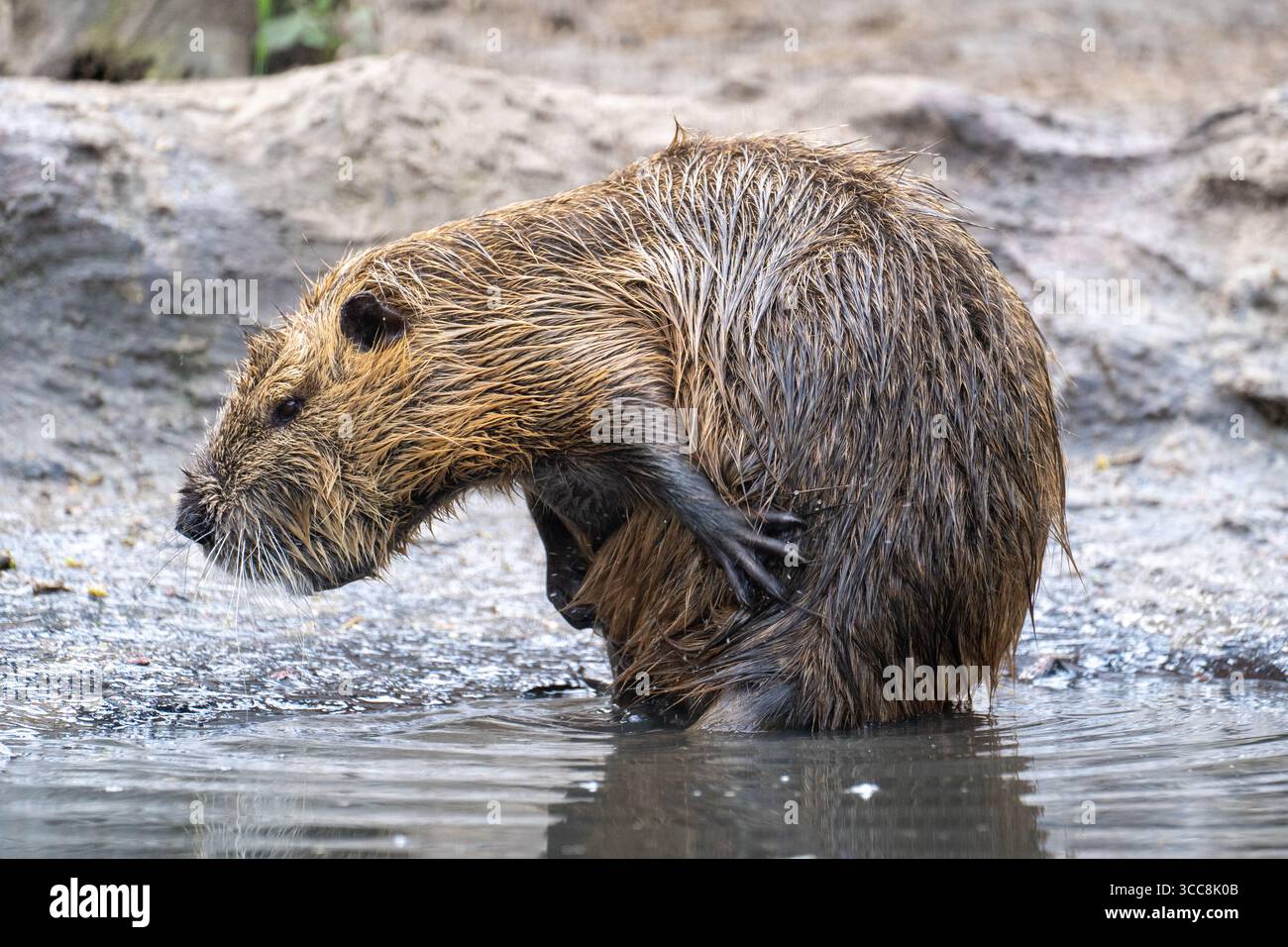 Nutria (Coypu) Grooming in Shallow Water — Wild Rodent Behavior Stock ...