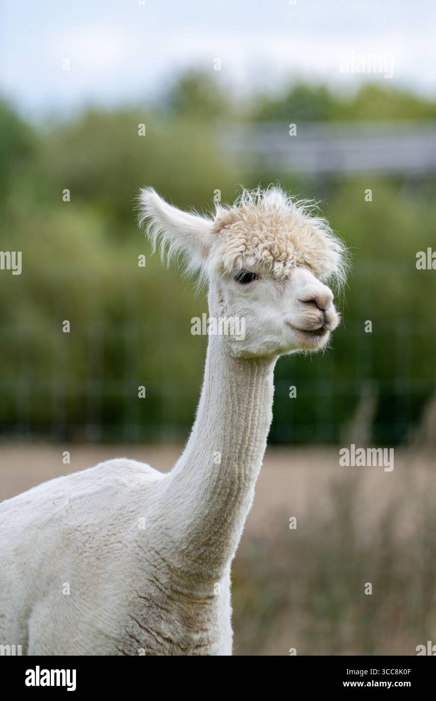 White Alpaca Side-Profile Portrait in Countryside Paddock Stock Photo ...