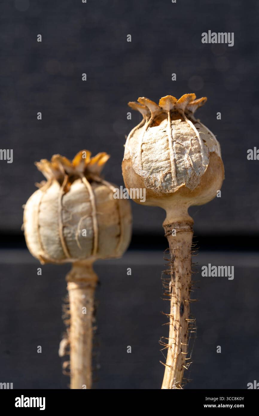 Botanical structure macro hi-res stock photography and images - Alamy