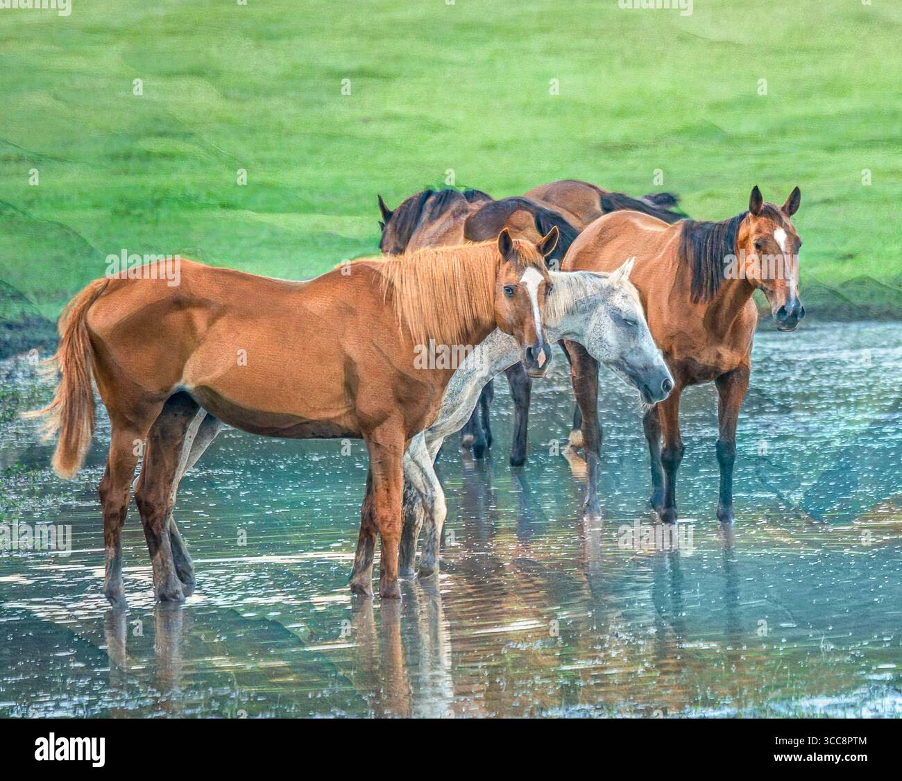 Herd of adult female Arabian Horse mares in pond water. Stylized ...