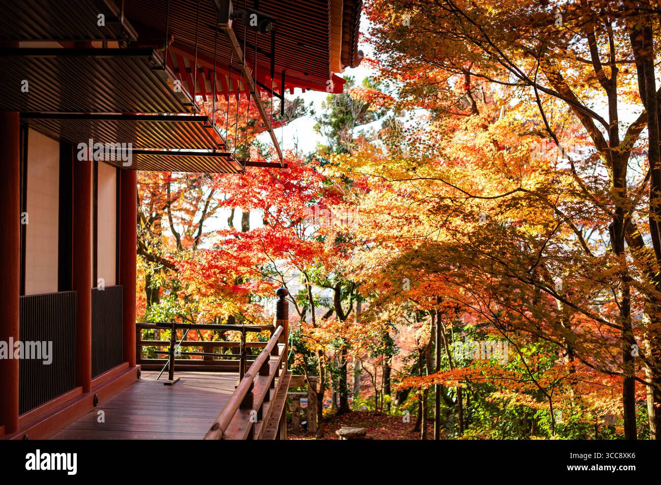 Japanese Temple Veranda with Autumn Maple Trees in Kyoto Stock Photo ...