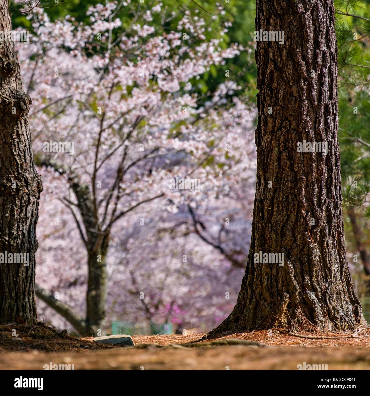 Blooming Japanese cherry trees in Arashiyama Park Kameyama Area ...