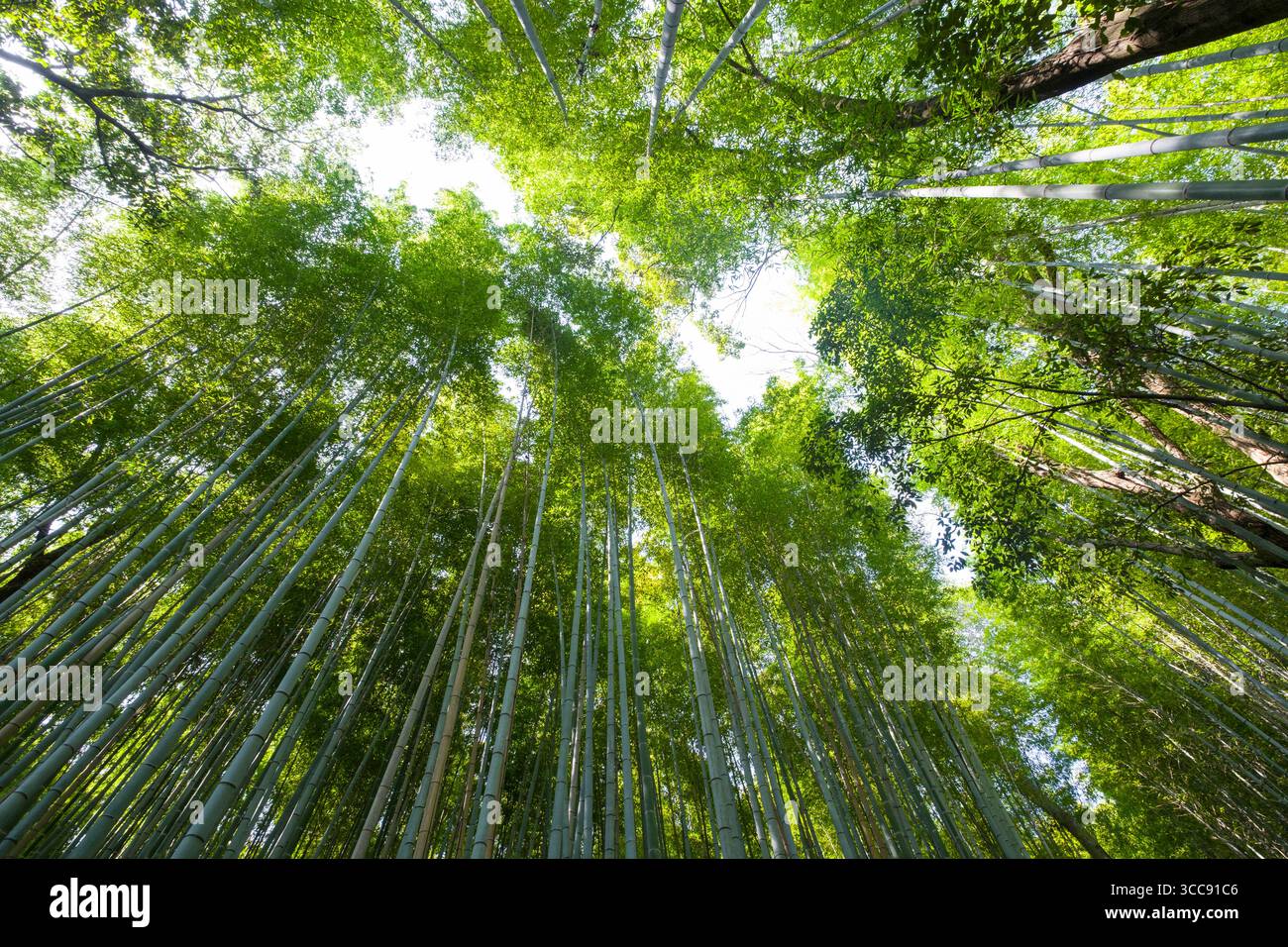 Looking up at green bamboo in the Arashiyama Bamboo Forest ...