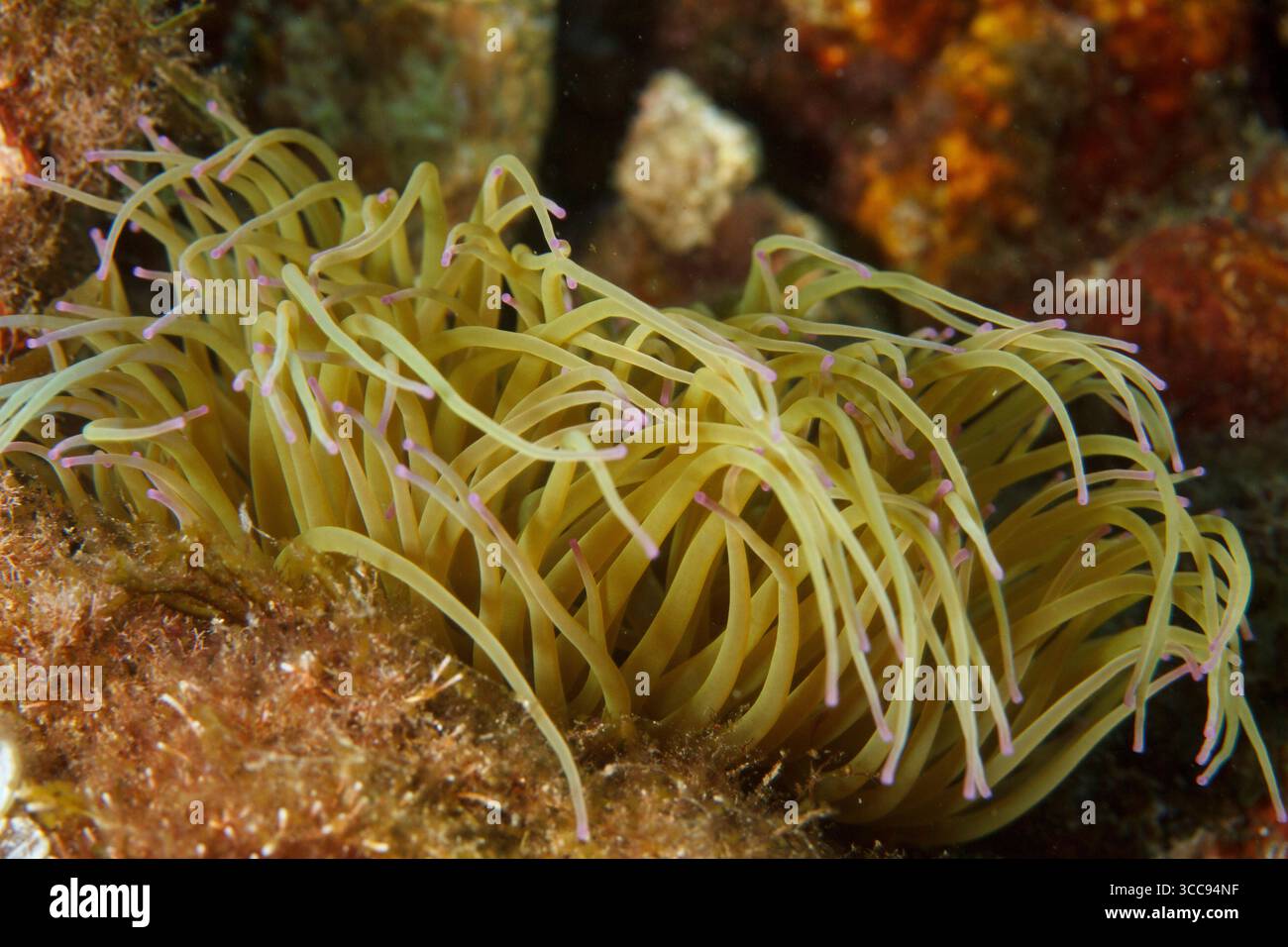Brown algae with violet tips in coastal areas of the Atlantic Ocean ...