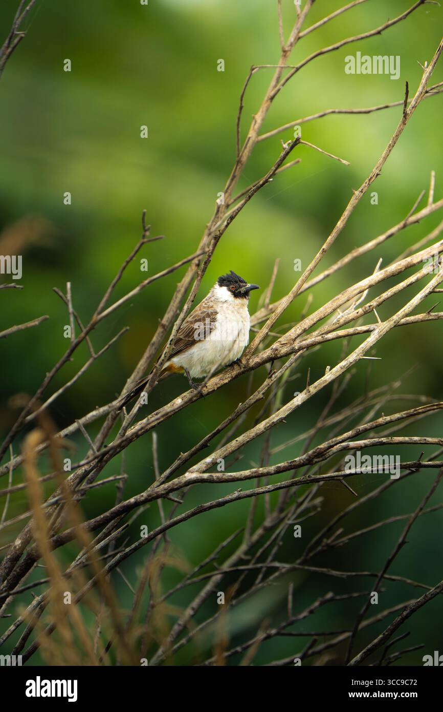 The sooty headed bulbul bird, Pycnonotus aurigaster is perching on the ...