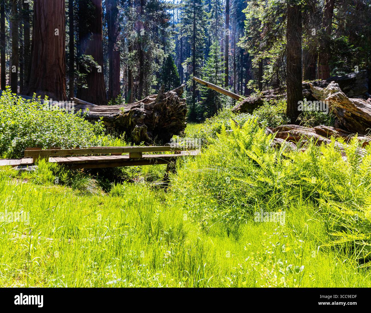 Wooden Boardwalk Through Sequoia Tree Forest on The Big Trees Trail ...