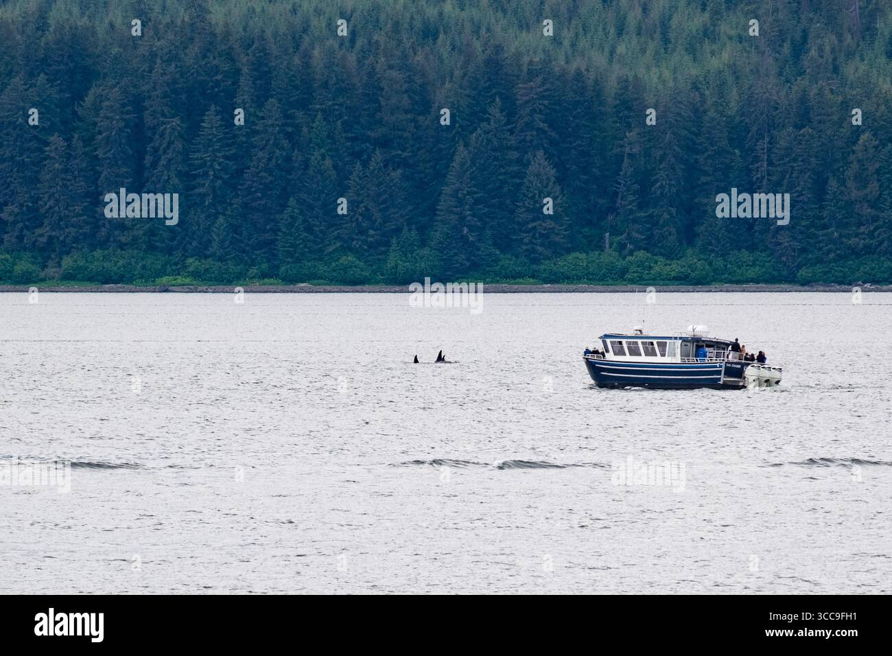Small tour boat near a pod of Orca off Icy Strait Point, Hoonah ...