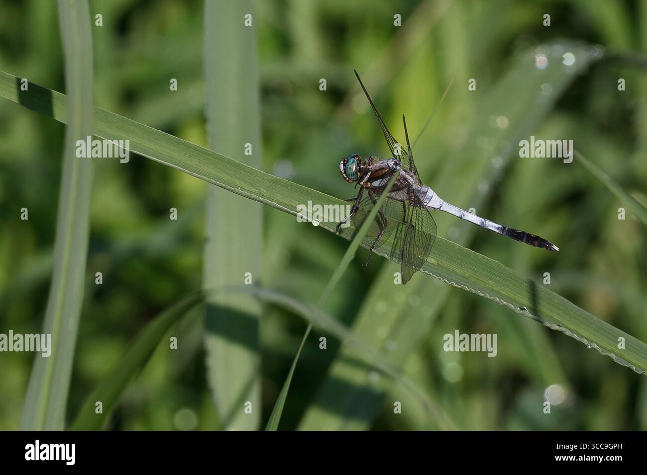 Whitetailed skimmers hi-res stock photography and images - Alamy