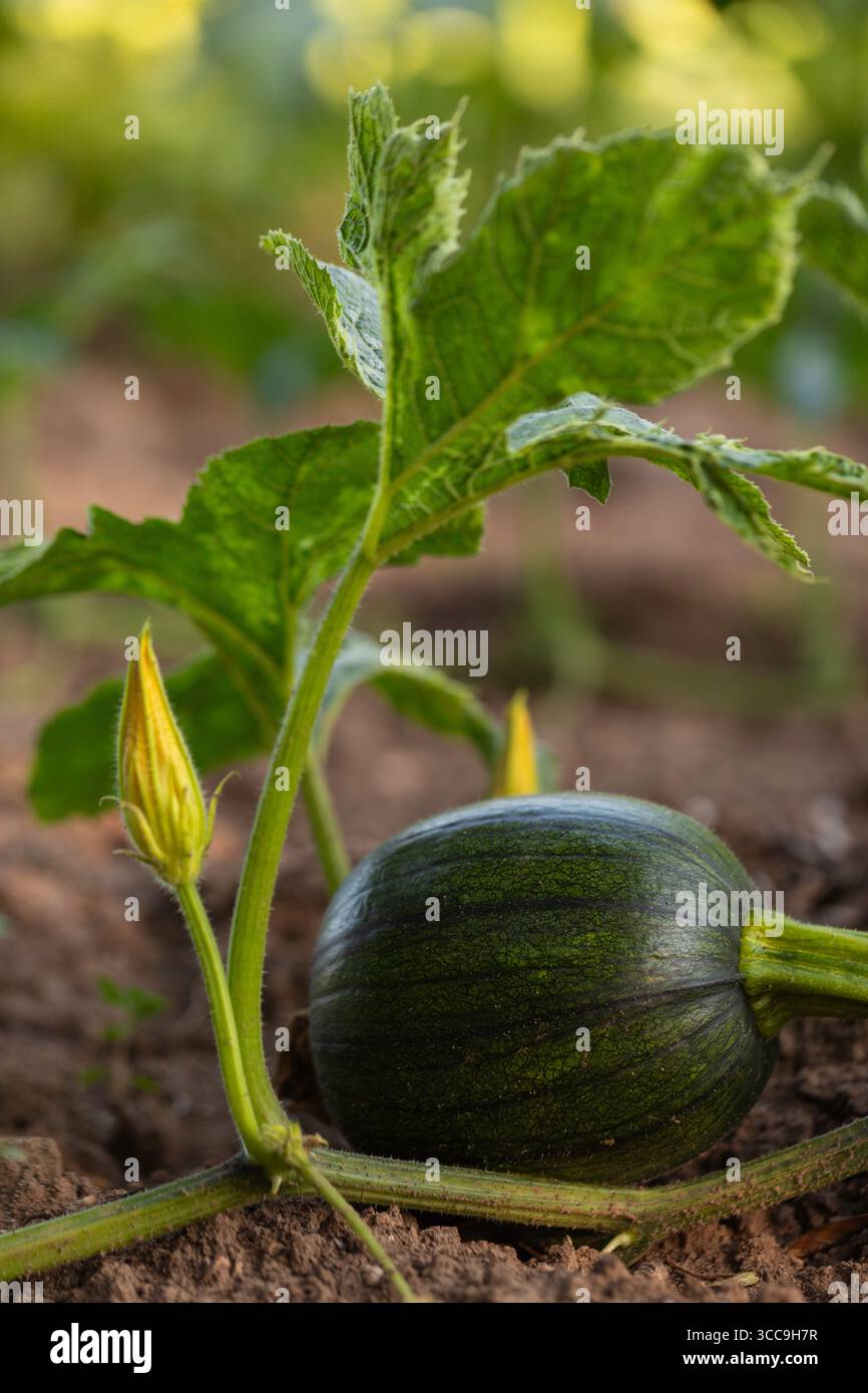 Early pumpkin growth stage hi-res stock photography and images - Alamy