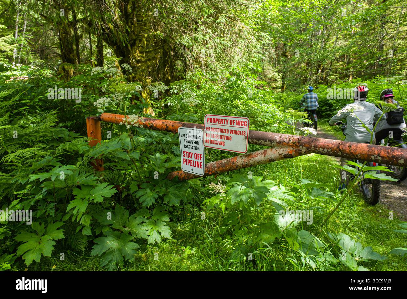 Rusted metal gate across access road in Tongass National Forest ...