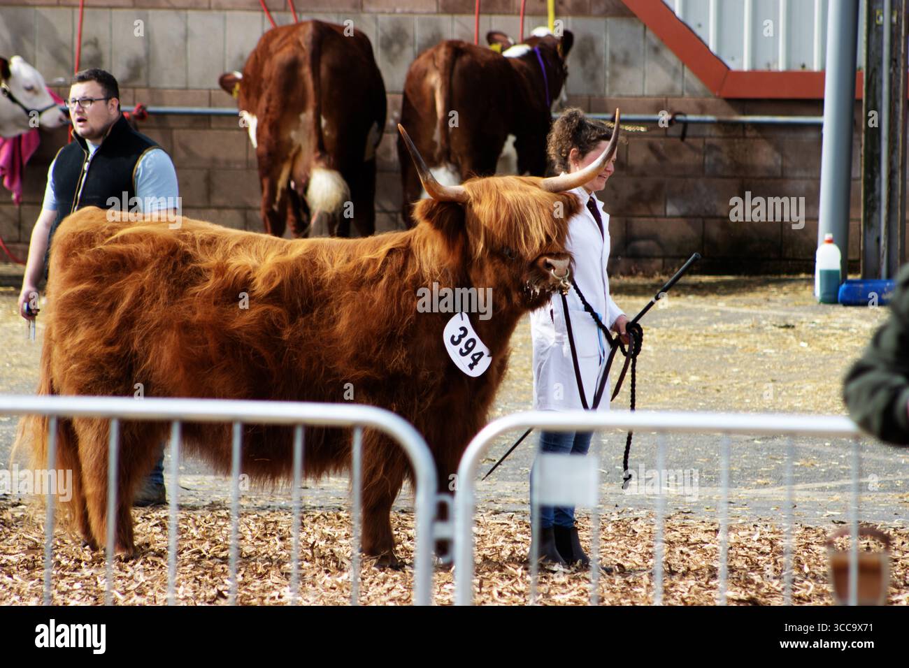 EXETER, DEVON, UK - MAY 18, 2023 a highland cow standing next to seel ...