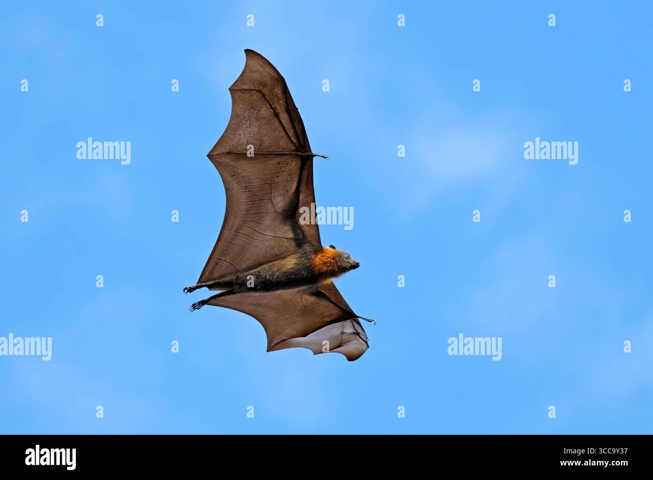 A grey-headed flying fox (Pteropus poliocephalus) in flight with open ...