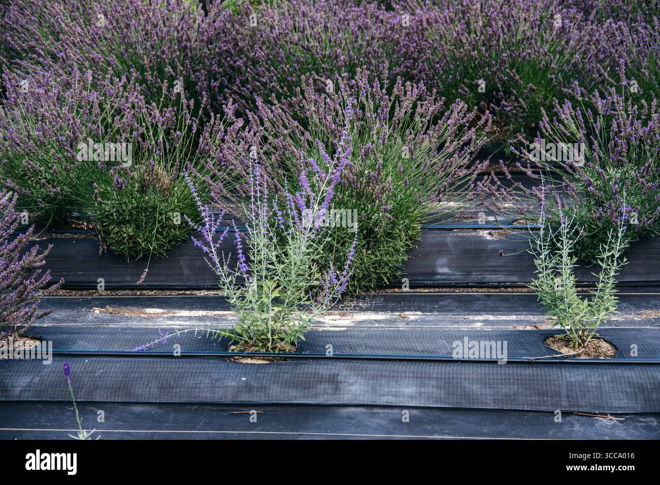 Lavender plants at different growth stages emerging from slotted weed ...