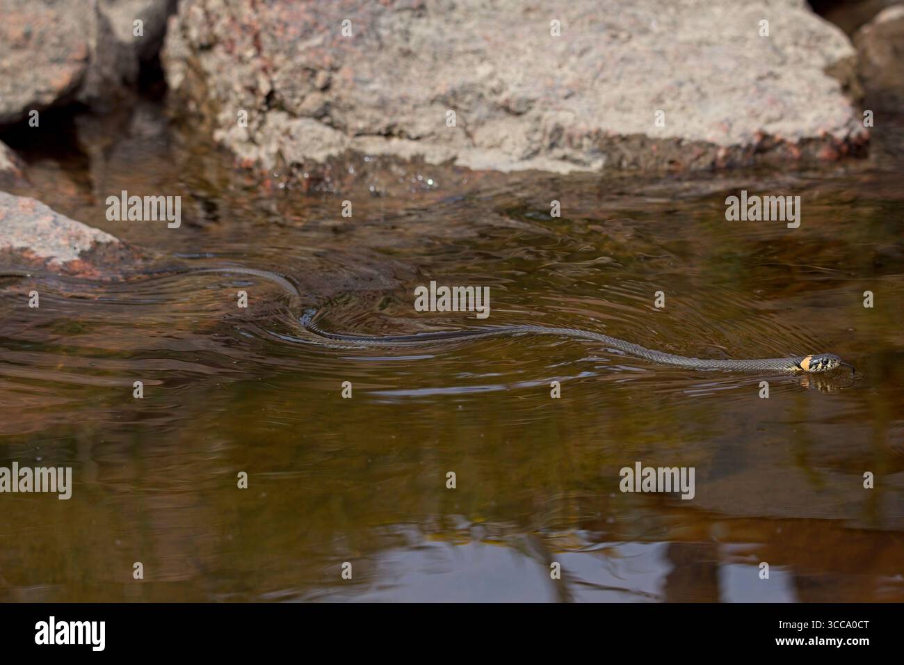 Grass snake (natrix natrix), sometimes called the ringed snake or water ...