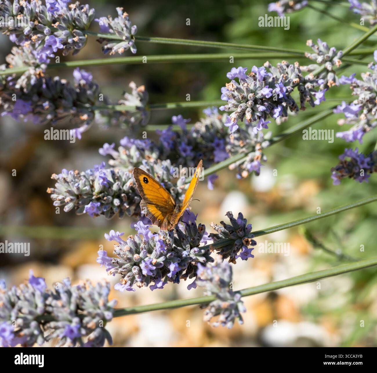 Gatekeeper butterfly feeding off Lavender plant Stock Photo - Alamy