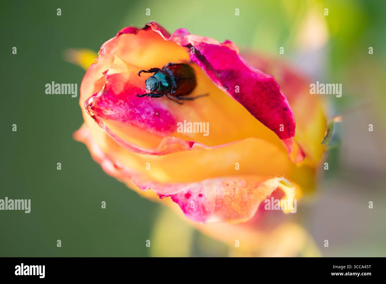 Shiny green beetle sits on an unopened rosebud in the sunset light ...