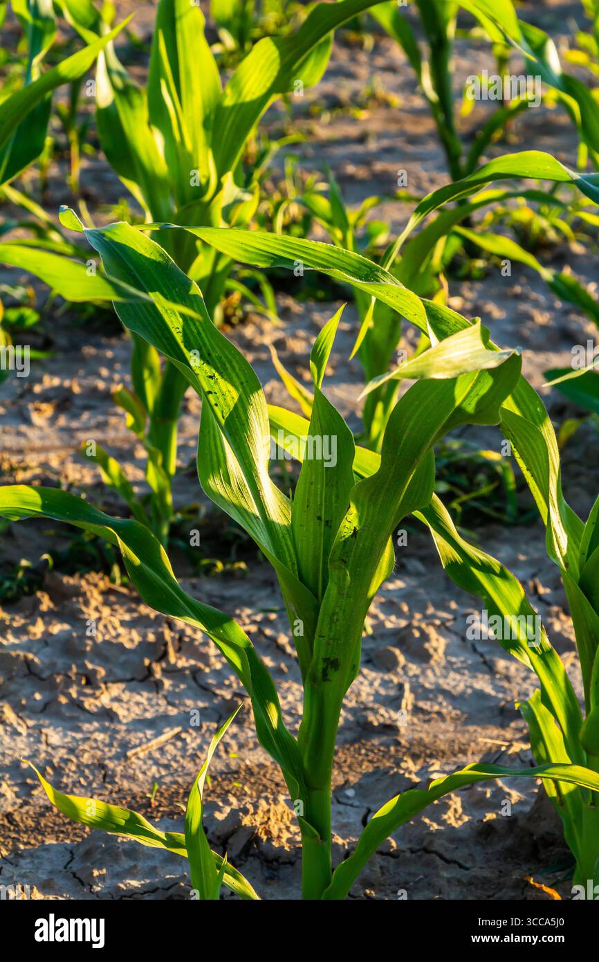 An industrial field of corn sprouts growing in black soil. Corn grow in ...