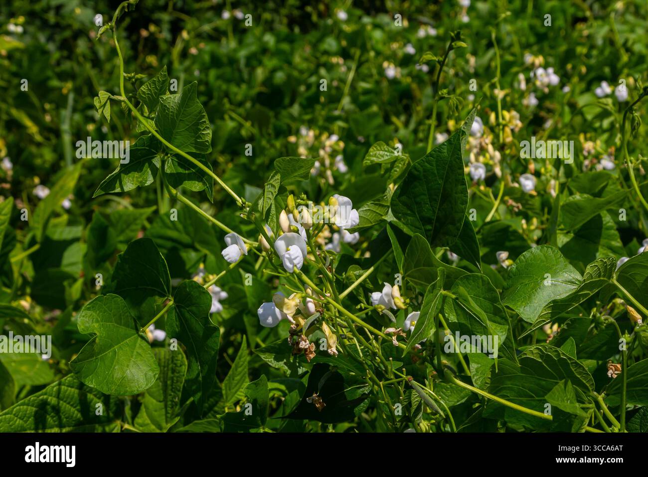 Lush green bean plants are thriving, adorned with clusters of white ...