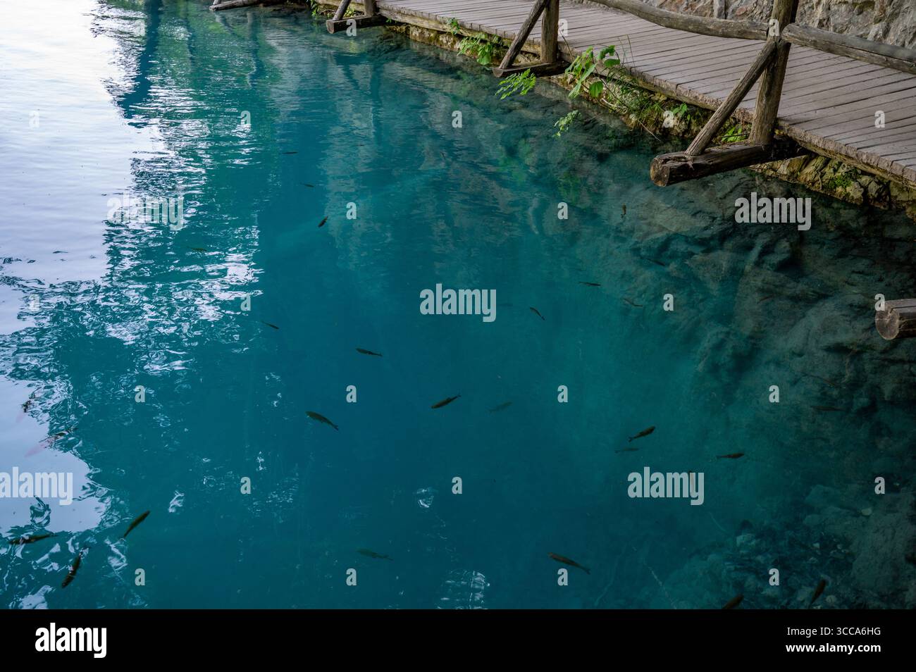 Small fish swim in the clear water of a lake, on the shore with a ...