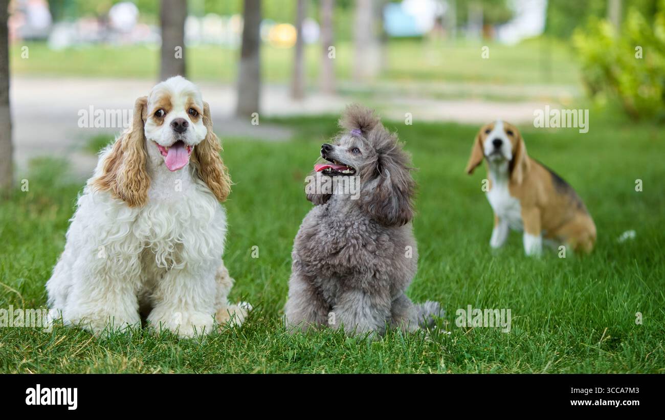 Cocker spaniel and poodle sitting on grass with beagle in background ...