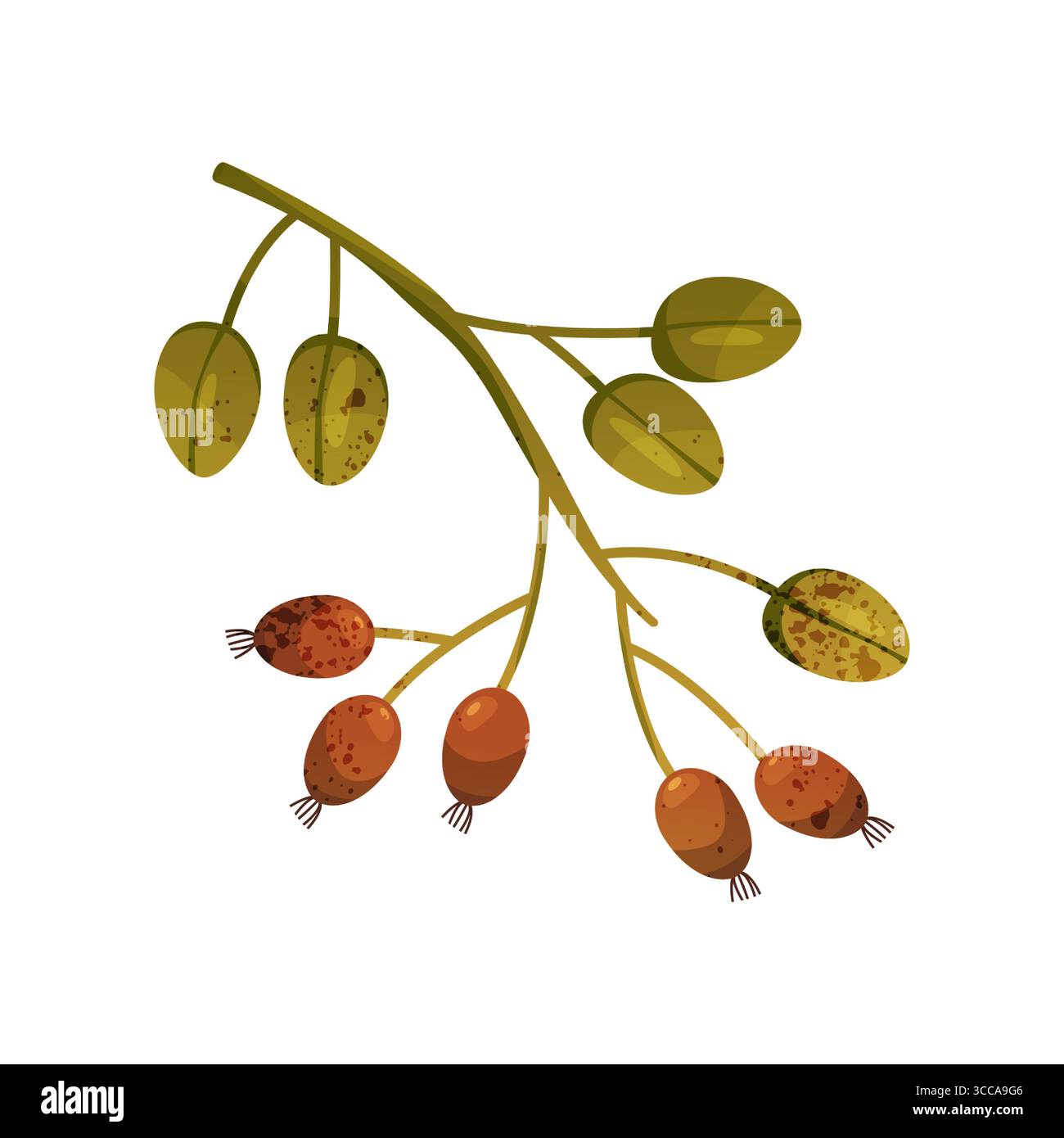 Brier wood Stock Vector Images - Alamy