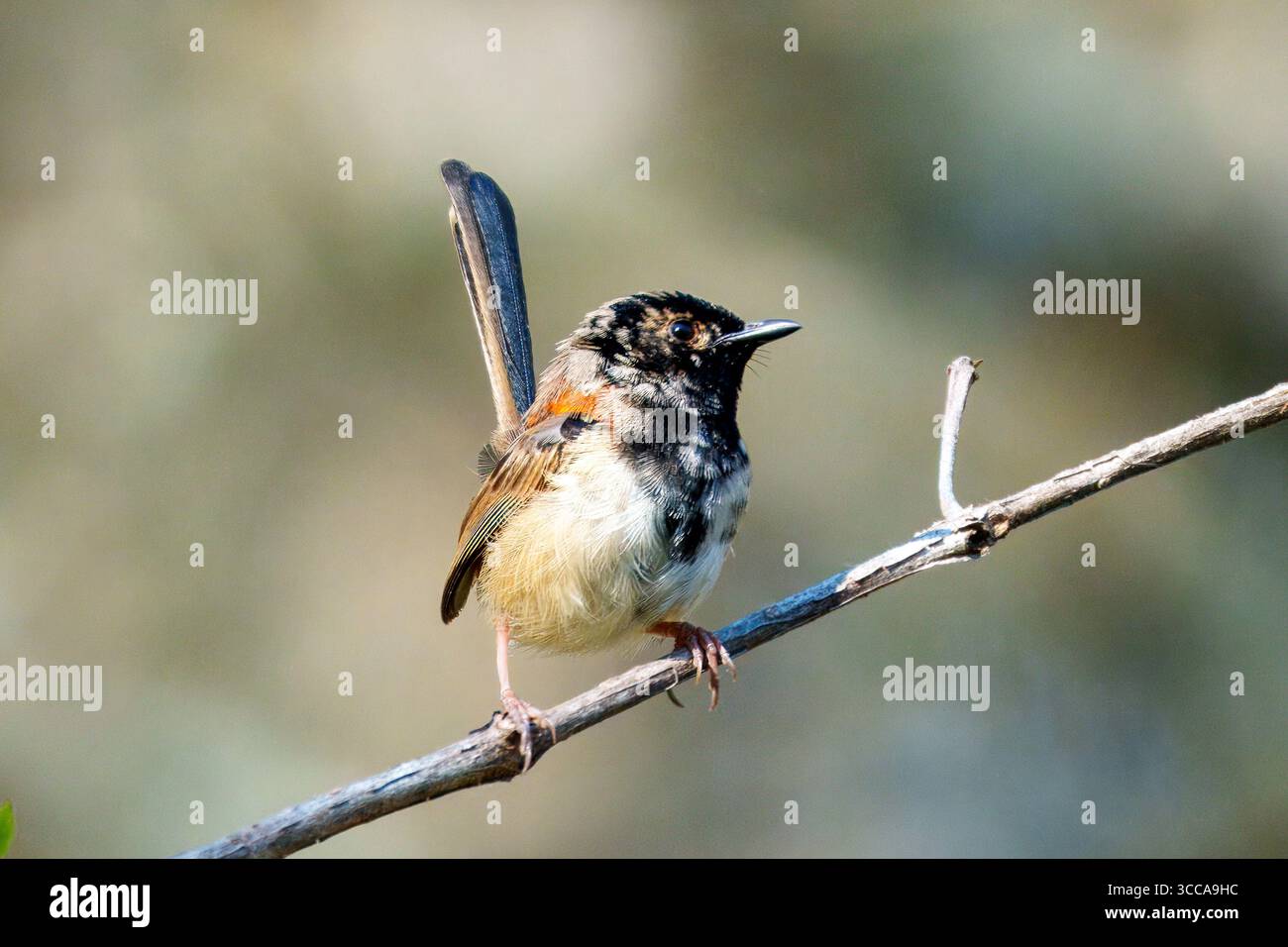 Red-backed Fairywren (Malurus melanocephalus) perched on branch at ...