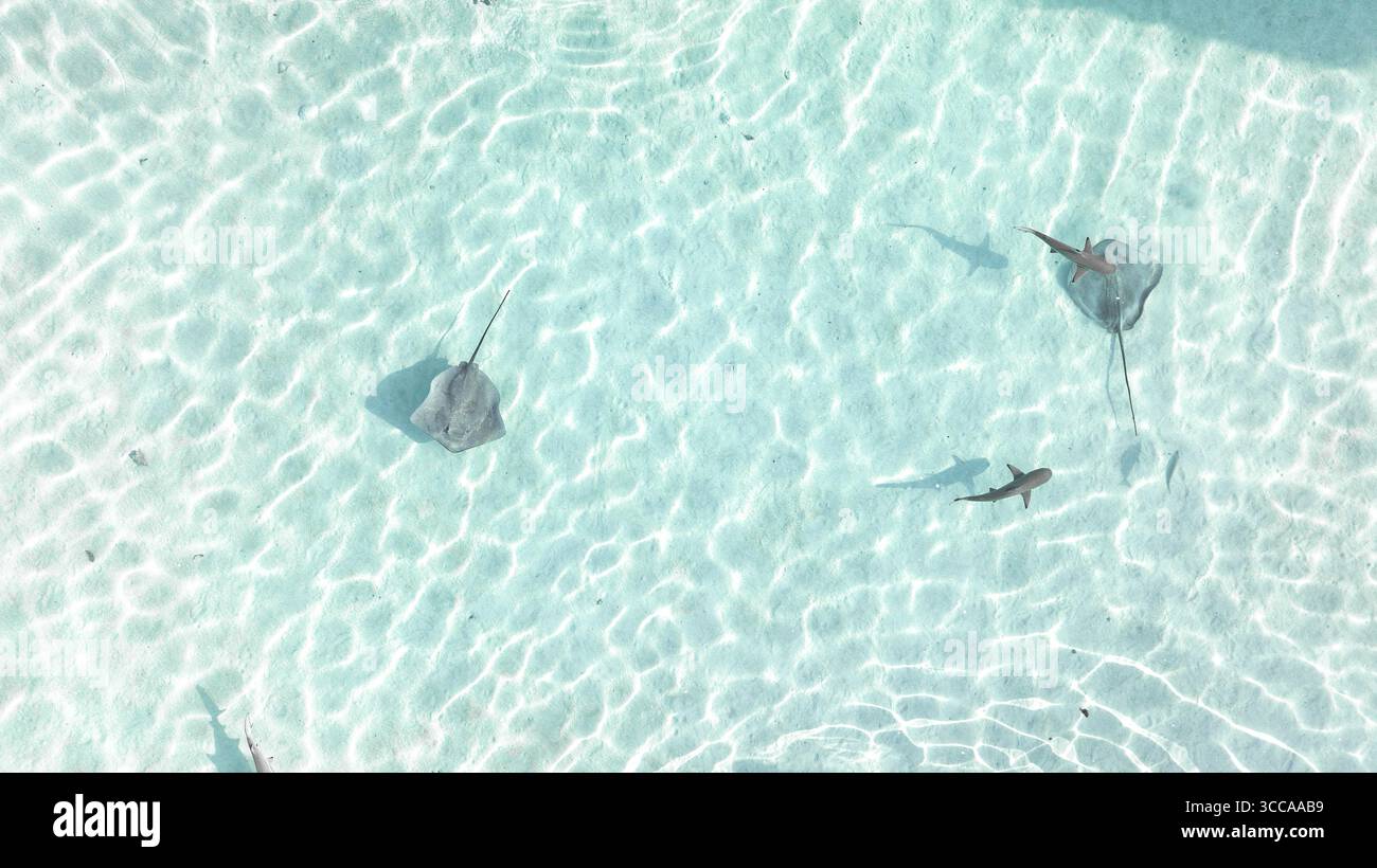 Aerial view stingrays sharks hi-res stock photography and images - Alamy