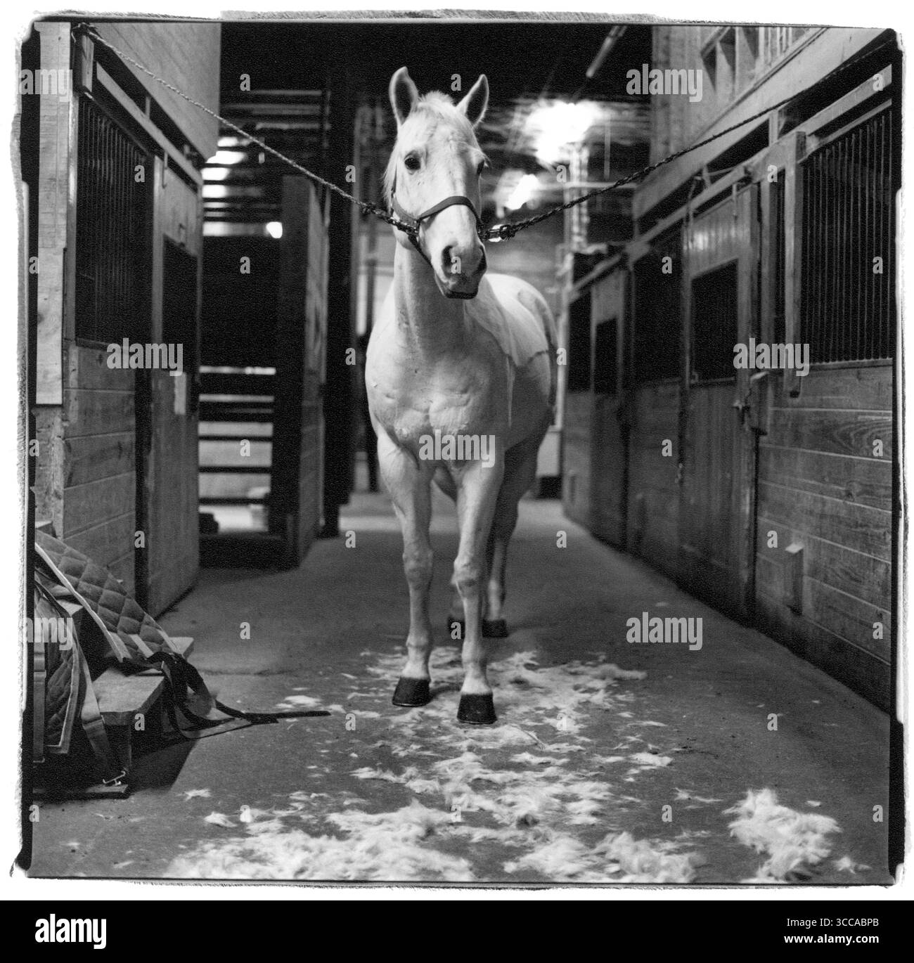 Tied to horse Black and White Stock Photos & Images - Alamy