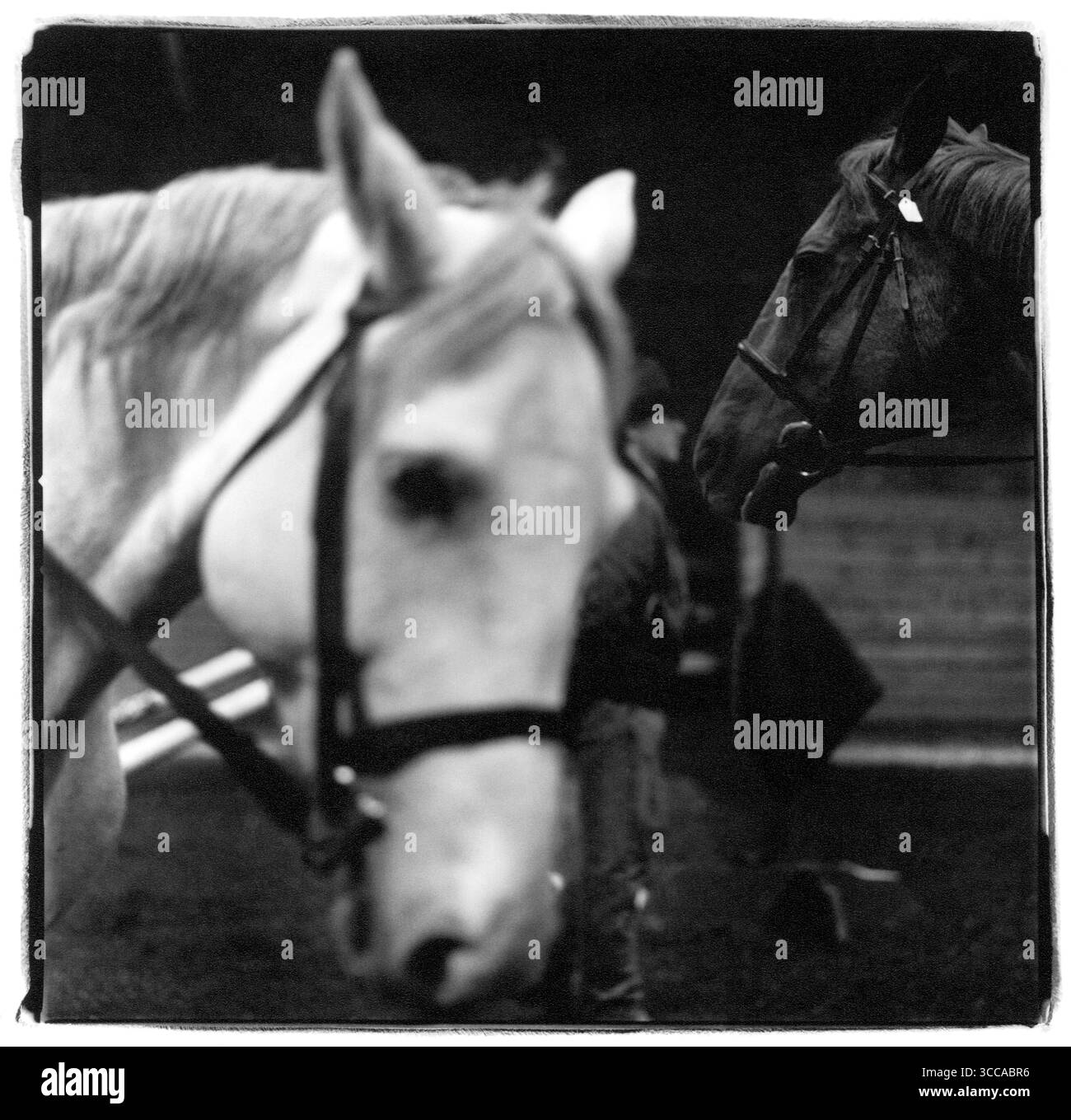 Horses in stable Cut Out Stock Images & Pictures - Alamy
