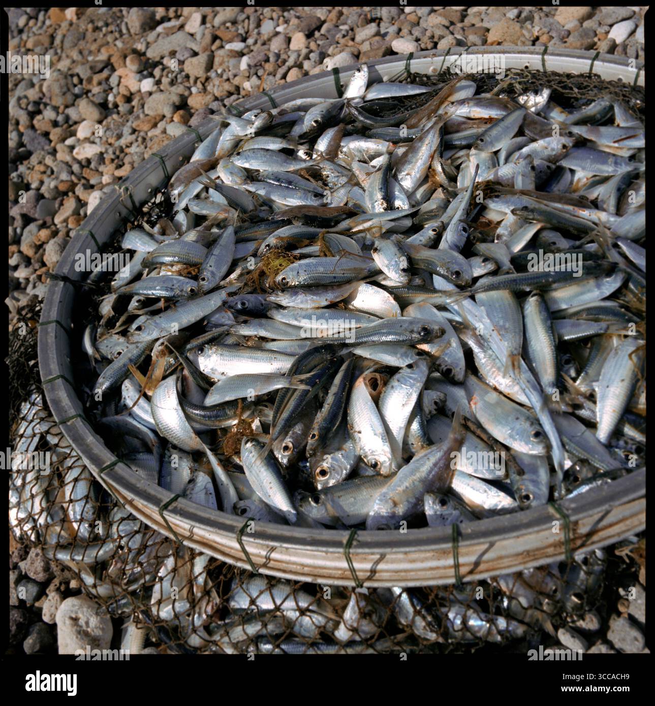 a catch of sardines Stock Photo - Alamy