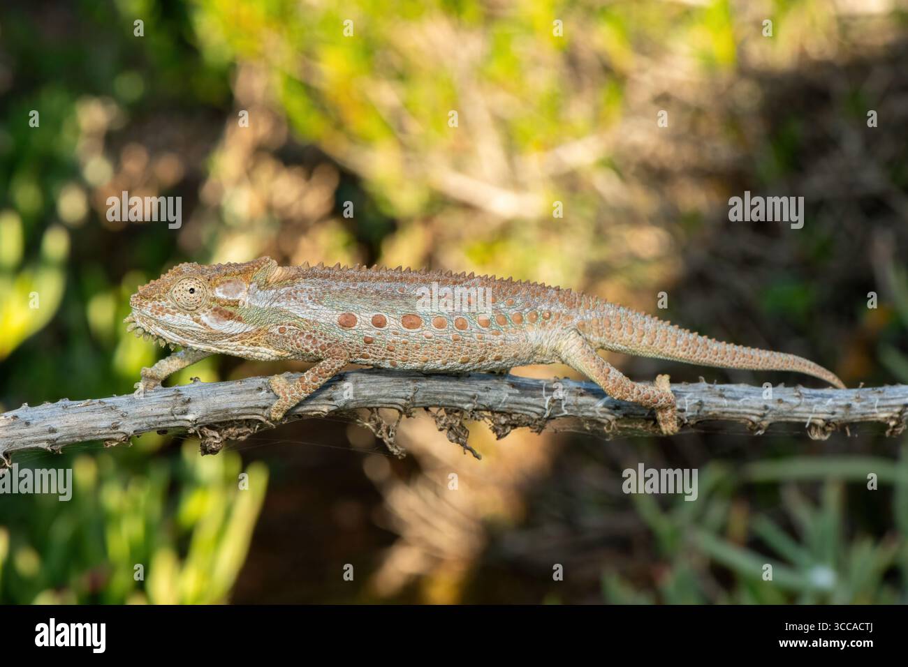 A stunning Robertson Dwarf Chameleon (Bradypodion gutturale), also ...