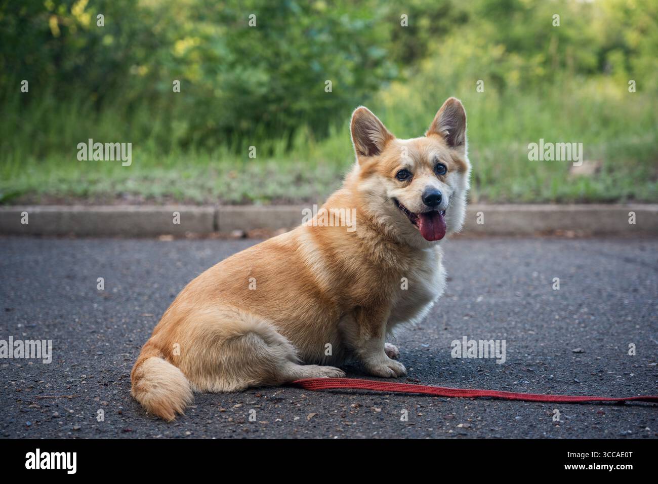 Happy dog walk hi-res stock photography and images - Alamy