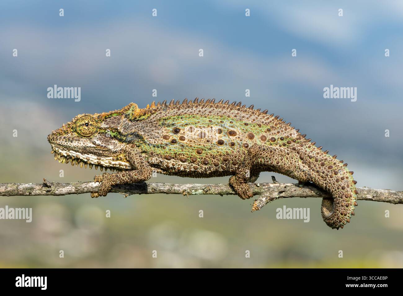A stunning Robertson Dwarf Chameleon (Bradypodion gutturale), also ...