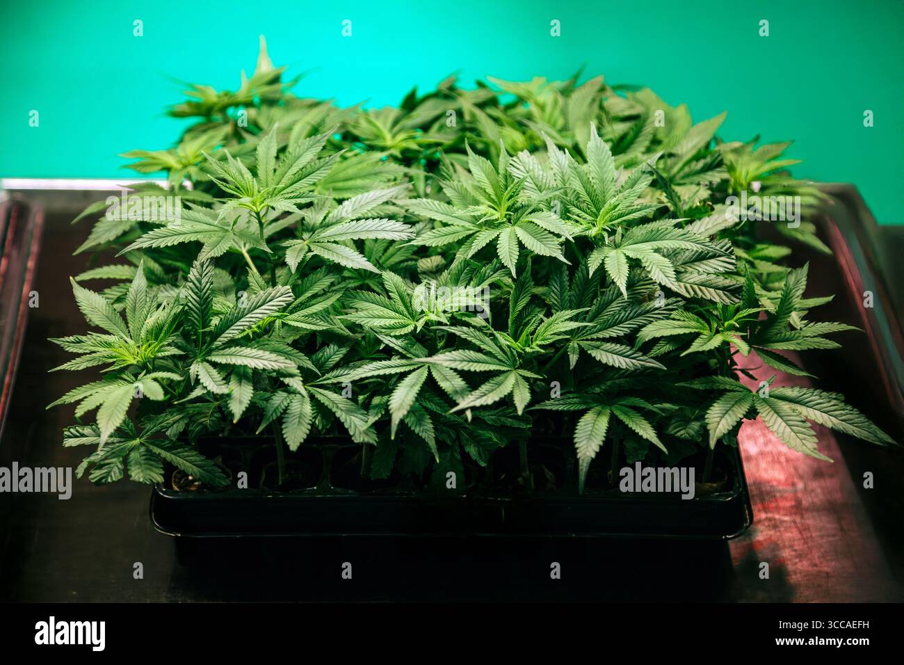Marijuana grow seedlings hi-res stock photography and images - Alamy