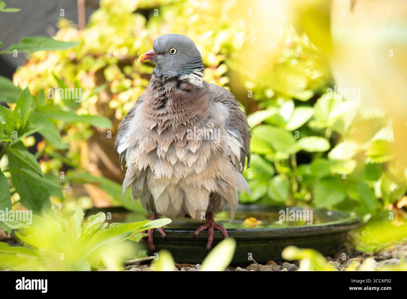 Burley in Wharfedale, Ilkley, West Yorkshire, England, UK. 11th Aug ...