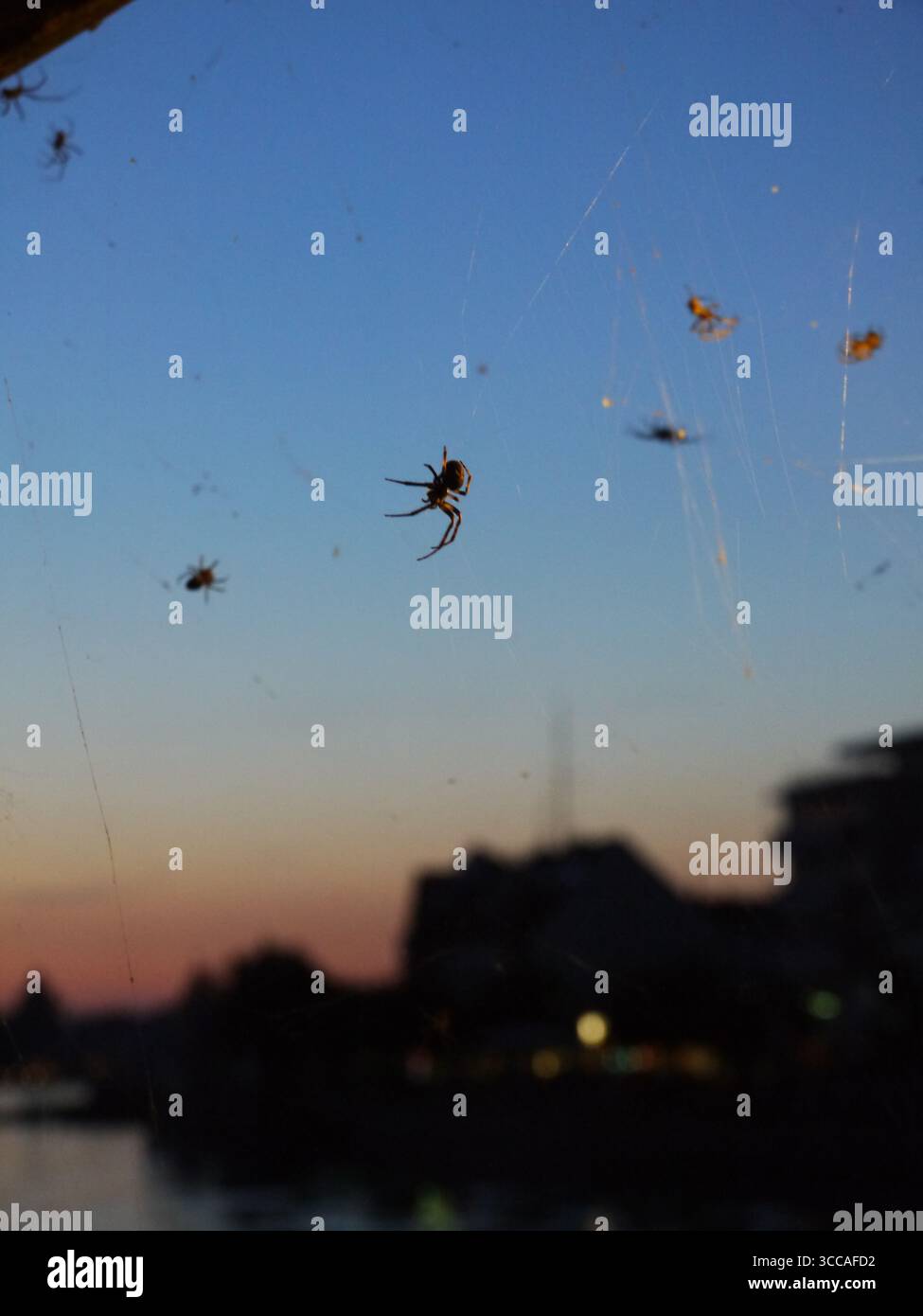 Spider is flying through a web with other spiders in the background ...