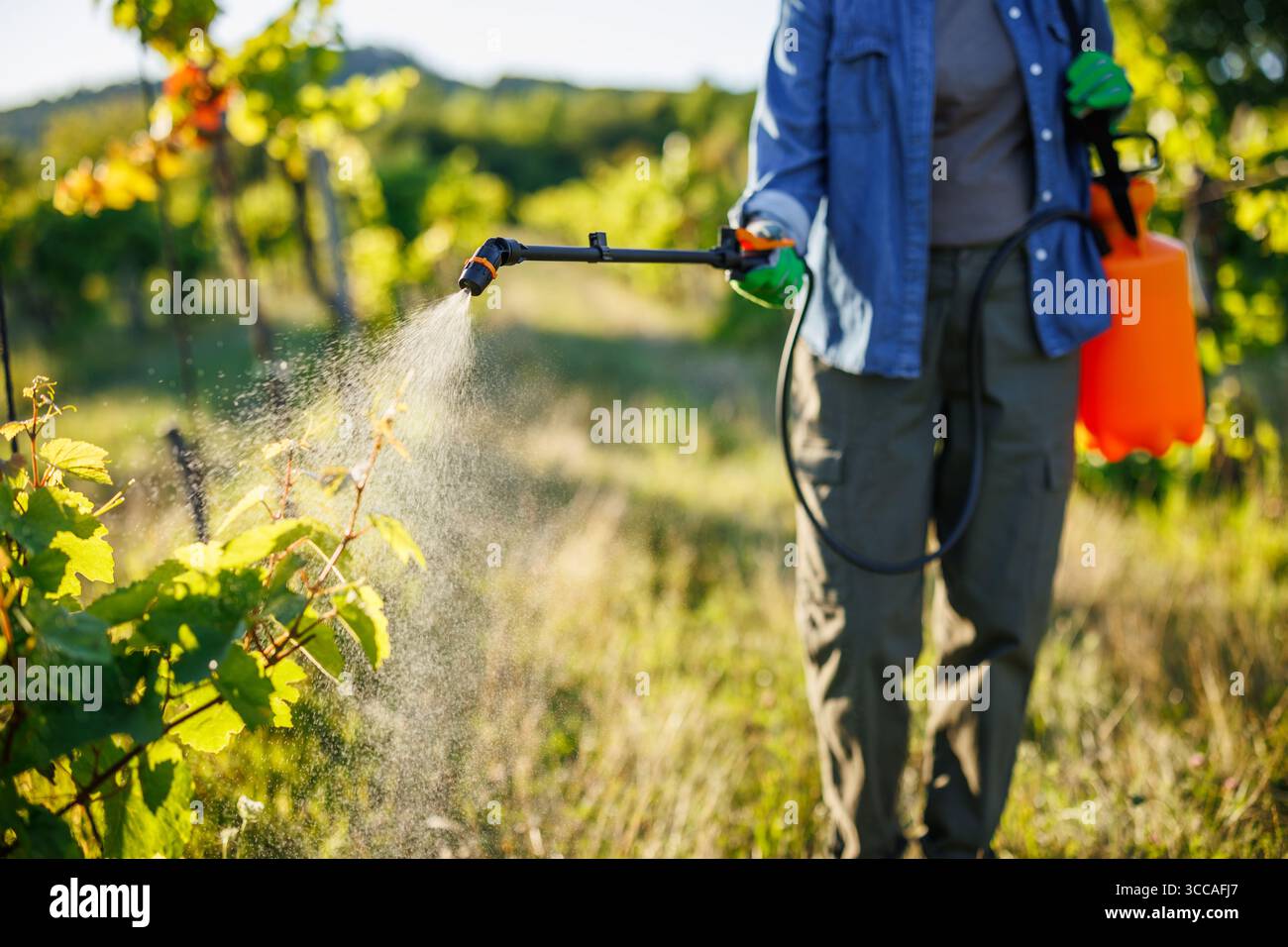 Spraying grapevine crop sprayer hi-res stock photography and images - Alamy