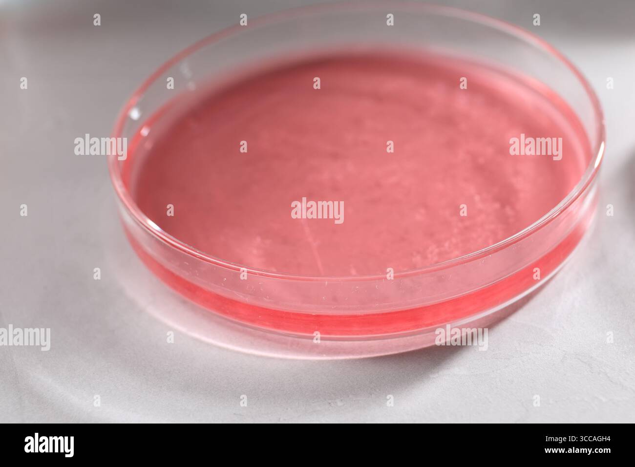 Petri dish with sample on white table, closeup. Solution chemistry ...