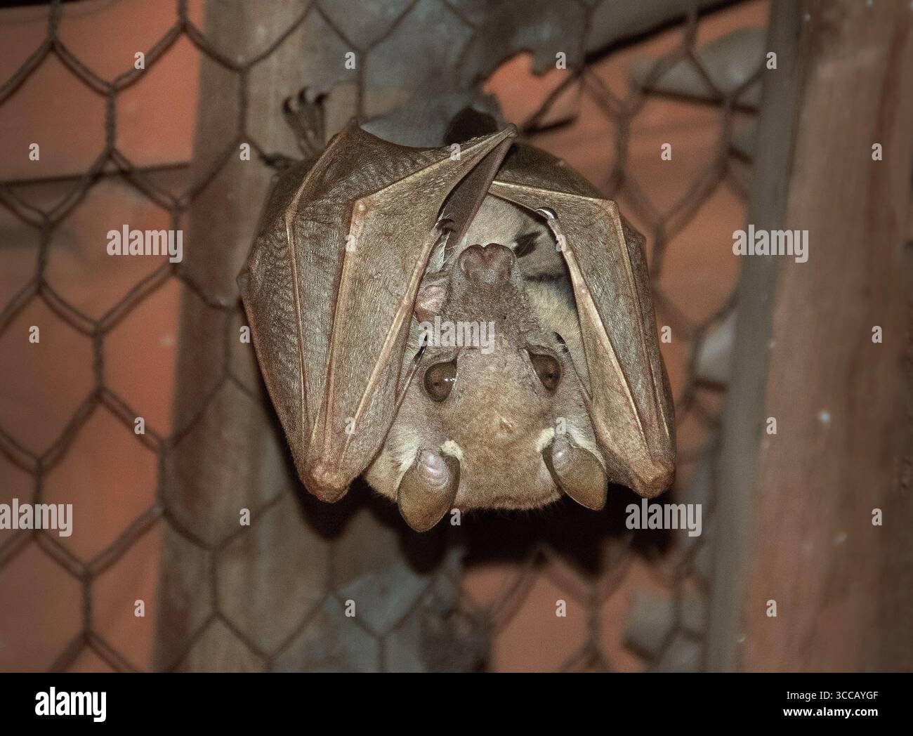 The Ethiopian epauletted fruit bat (Epomophorus labiatus) is covering ...