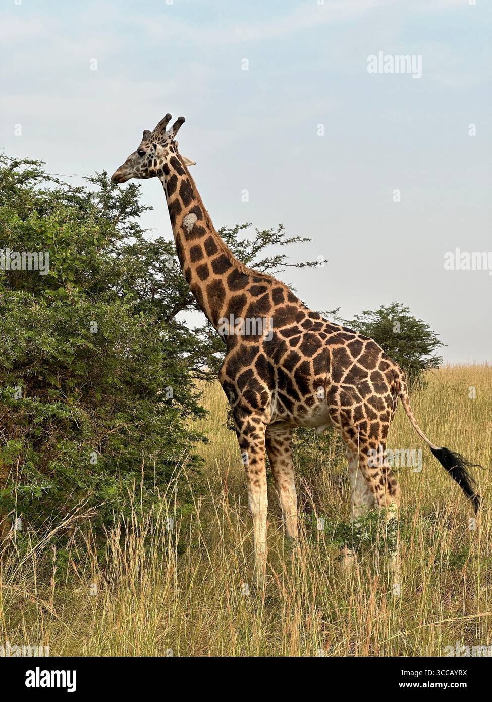 A Rothschild's giraffe, also known as the Nubian giraffe or Uganda ...