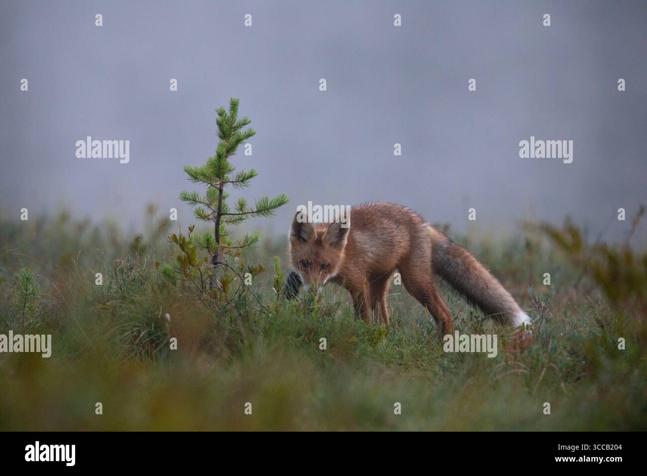 Curious Red fox (Vulpes vulpes) cub. Photographed in Lentiira, Finland ...