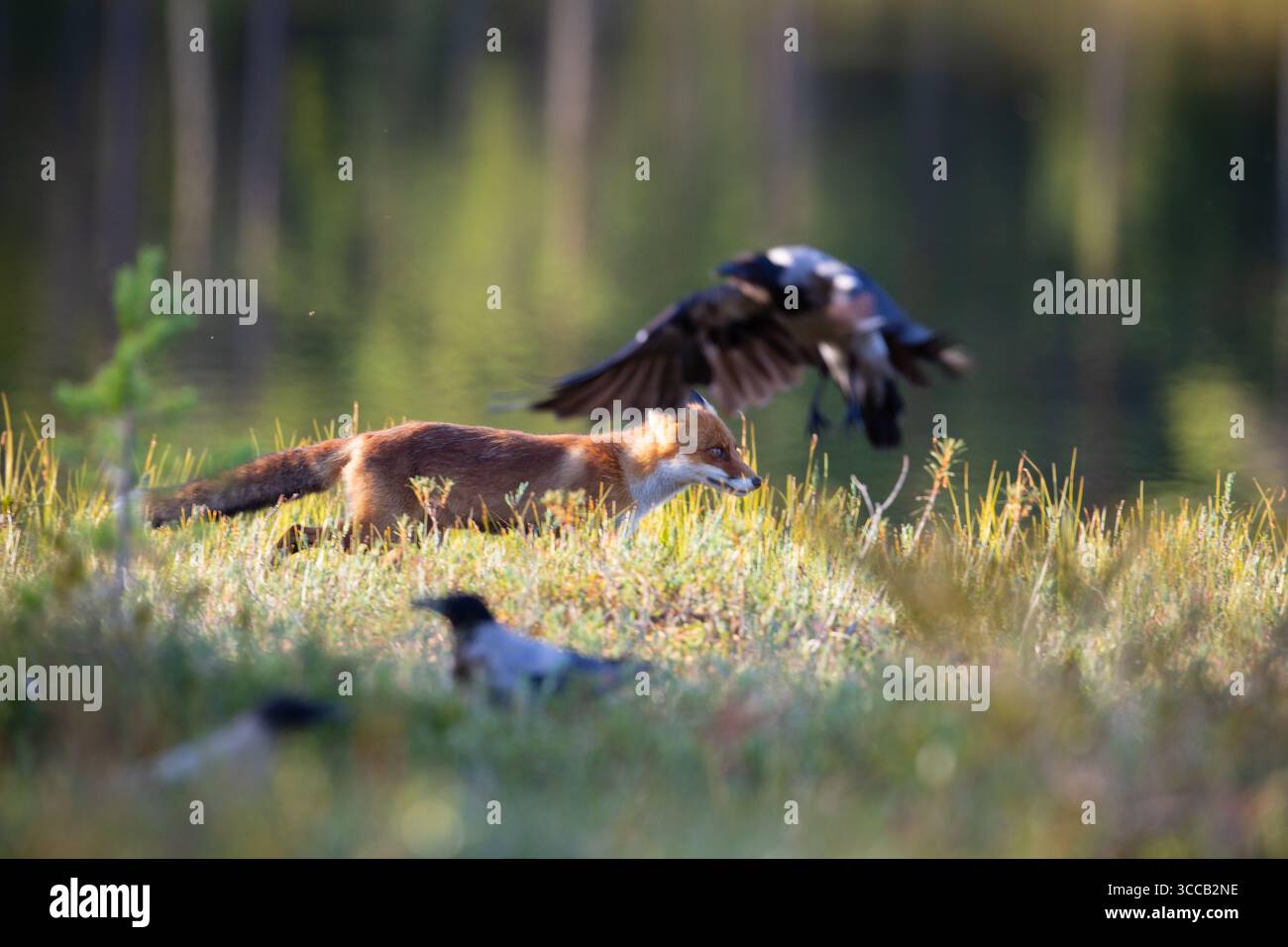 Red fox (Vulpes vulpes) fouraging in the Taiga of Eastern Finland ...