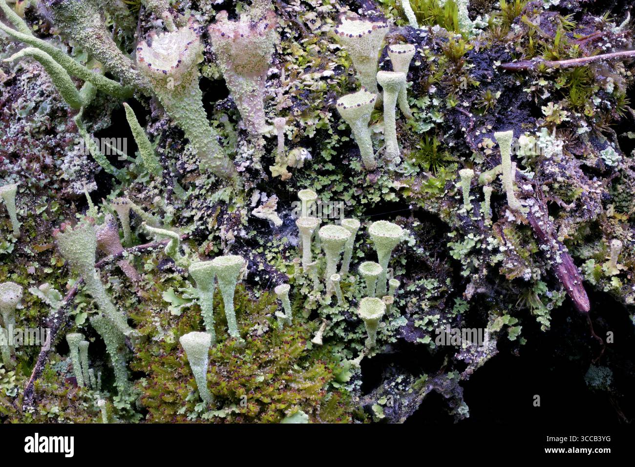 Pyxidata hi-res stock photography and images - Alamy