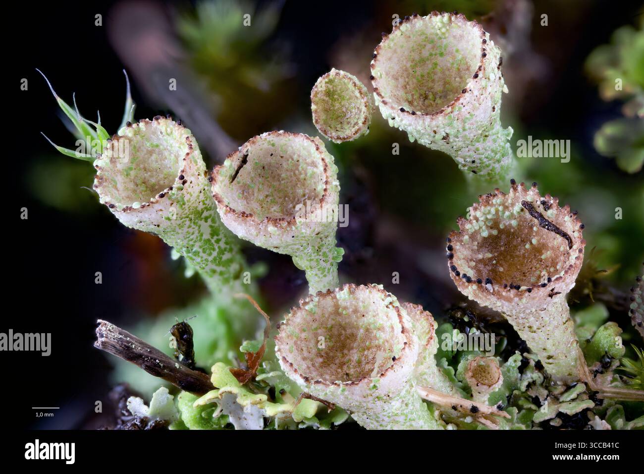 Kornbrunbeger hi-res stock photography and images - Alamy